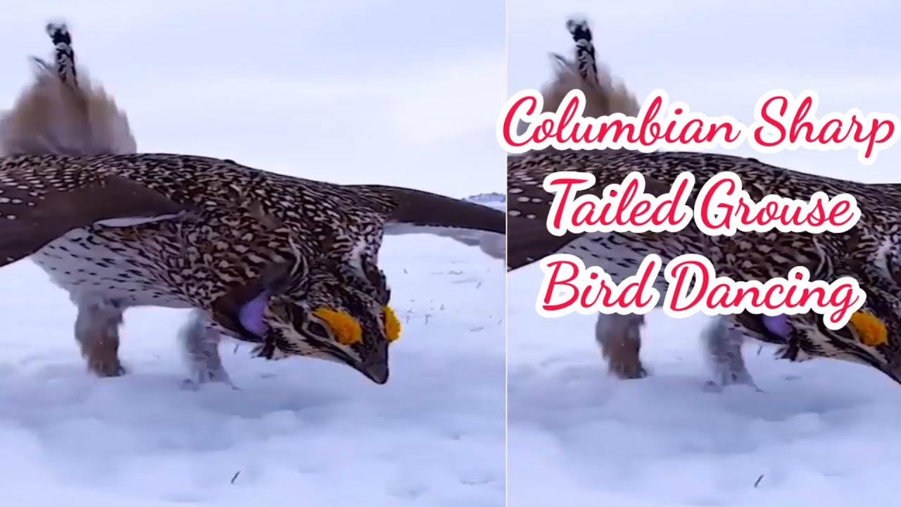 Columbian Sharp Tailed Grouse Bird Dancing - YouTube