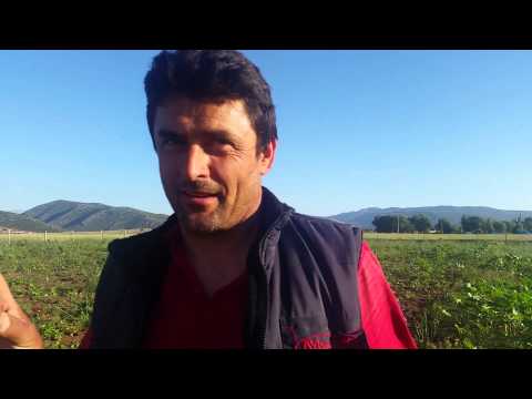Cevizin İklim  Ve Toprak İsteği, Cevizde Toprak Hazırlığı,  Ceviz Nerede Yetişir