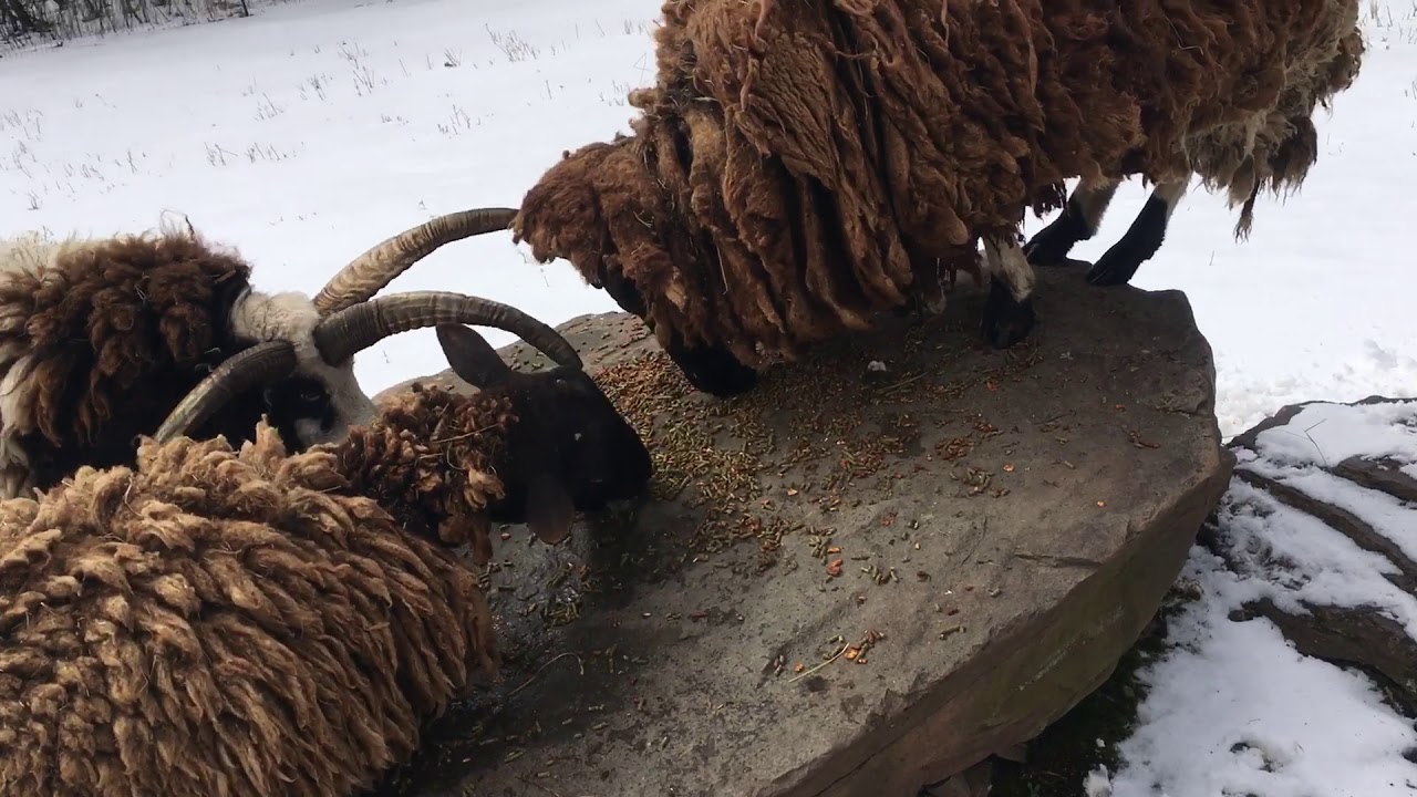 Feeding Frezy at the Funny Farm - YouTube