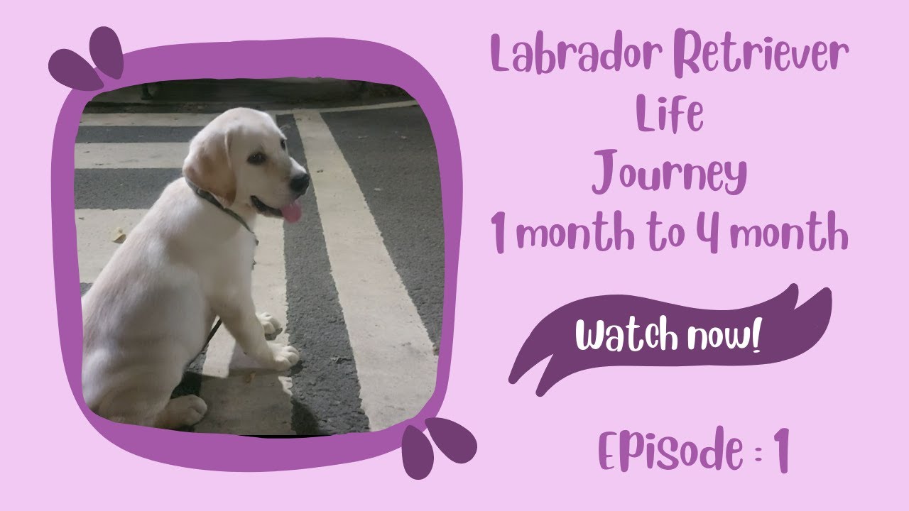 A DOG Life Story - Short Film | Labrador Retriever life journey from 1 ...