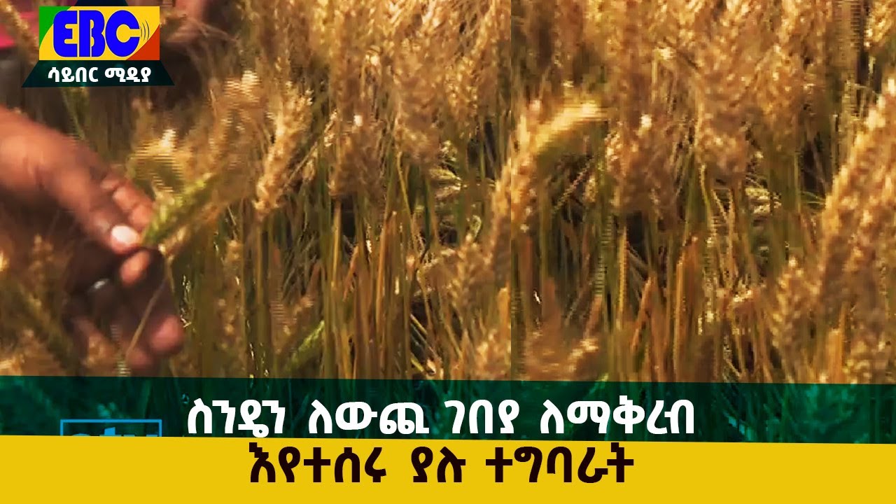 ስንዴን ለውጪ ገበያ ለማቅረብ እየተሰሩ ያሉ ተግባራት Etv Ethiopia News Youtube