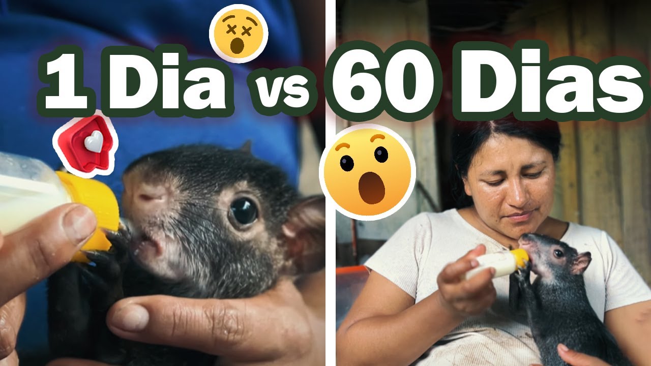 Día 1 vs Día 60 de ser MAMÁ de GUATUSA | Erika Aventura - YouTube