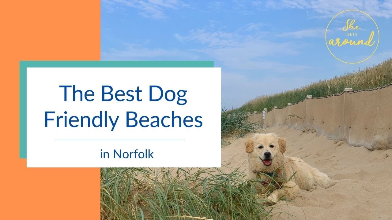 The Best Dog Friendly Beaches in Norfolk - YouTube