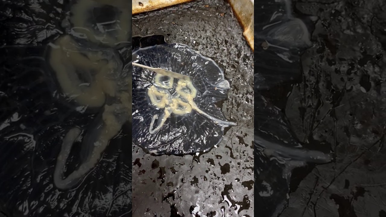 Zoology Jellyfish Dissection - YouTube
