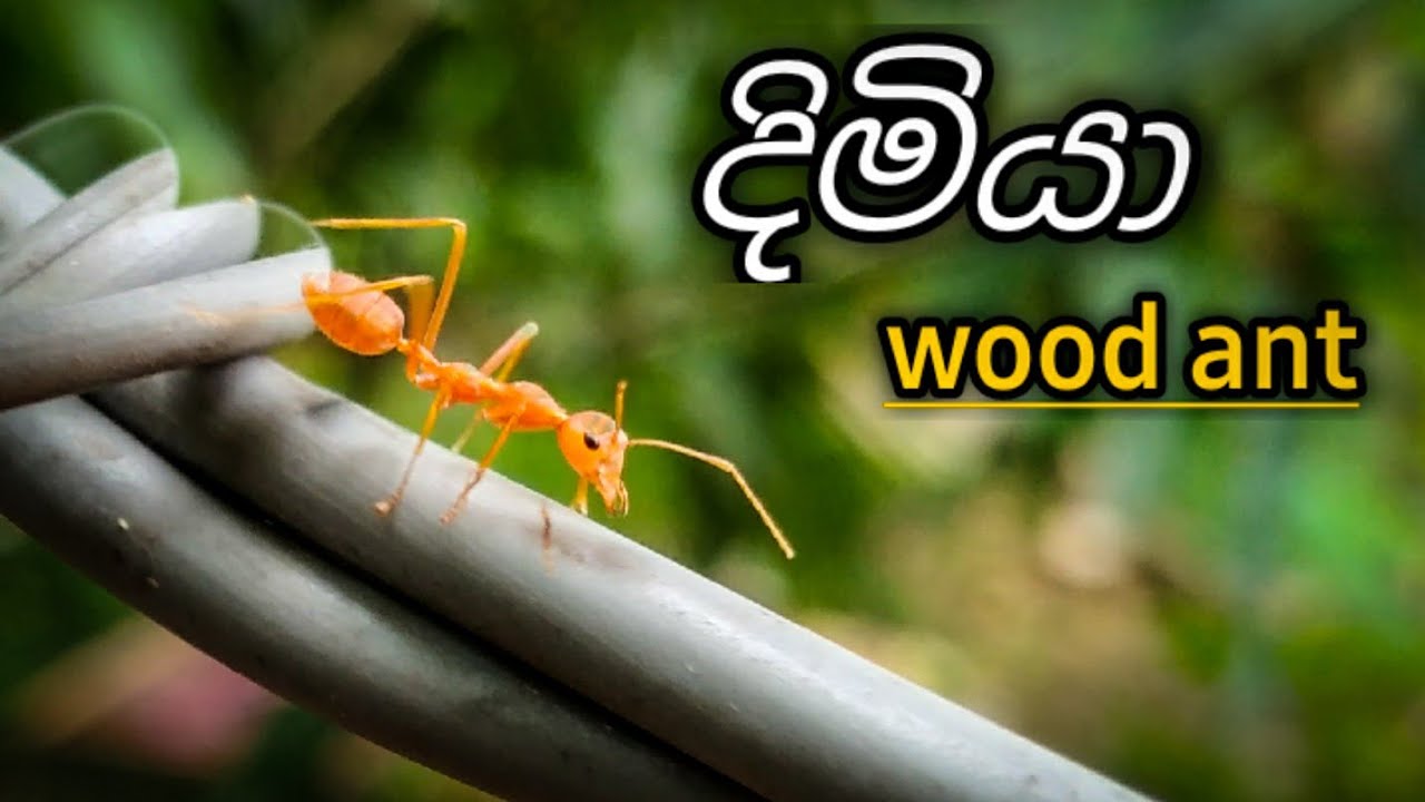 දිමියා | wood ant | ants lifestyle | videography | Adm Ceylon - YouTube