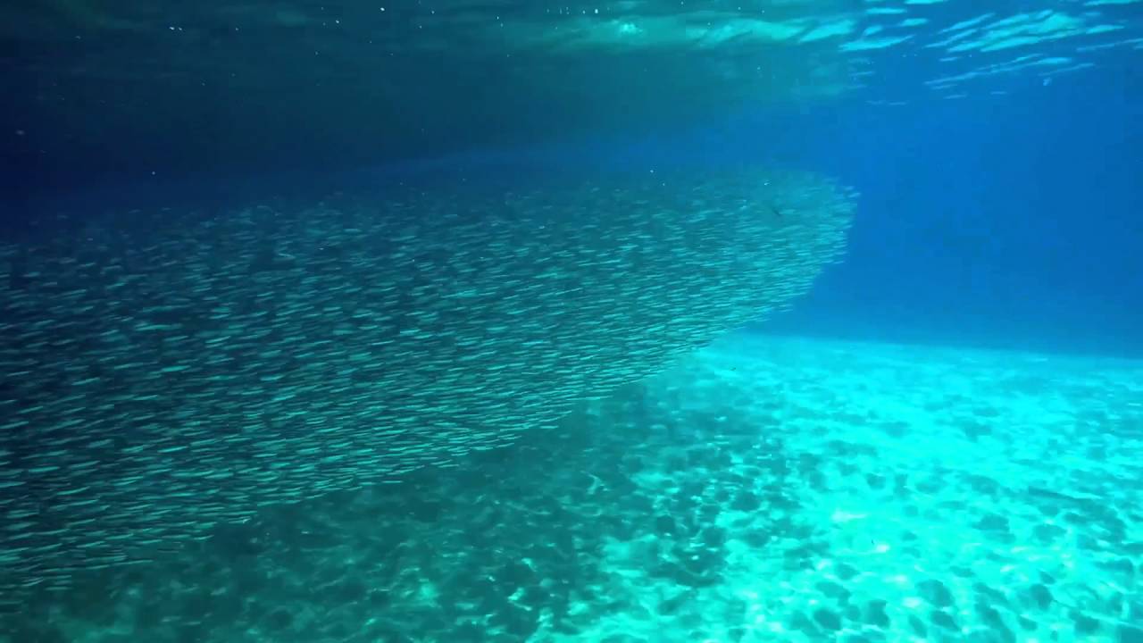 Magnificent Shoal of Fish - YouTube
