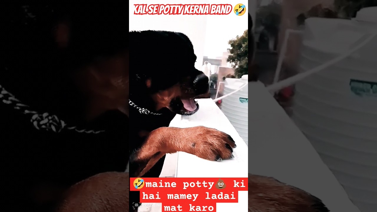 potty ke uper hue Mahabharat #rottweiler #comedy #comedy - YouTube