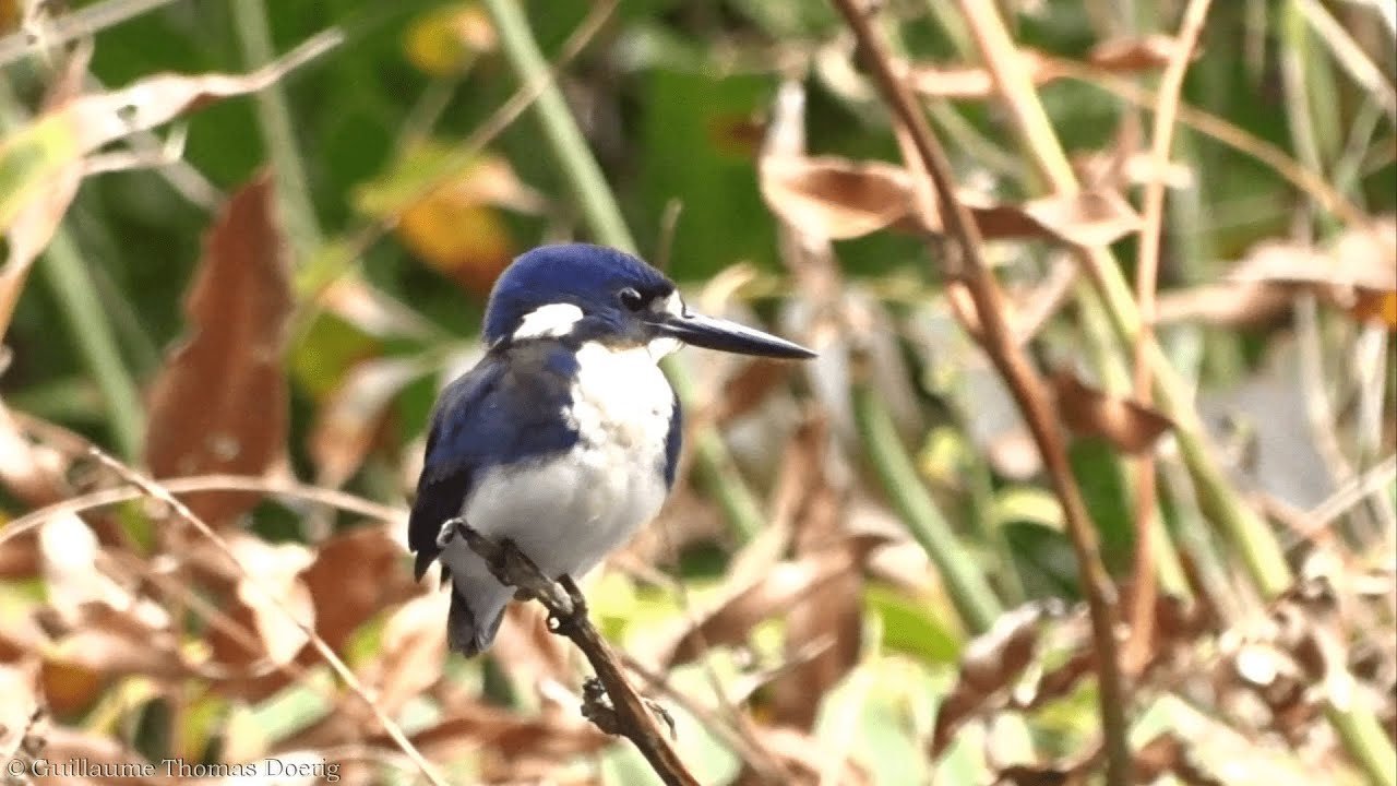 Little Kingfisher (Ceyx pusillus) | Cairns Centenary Lakes - YouTube