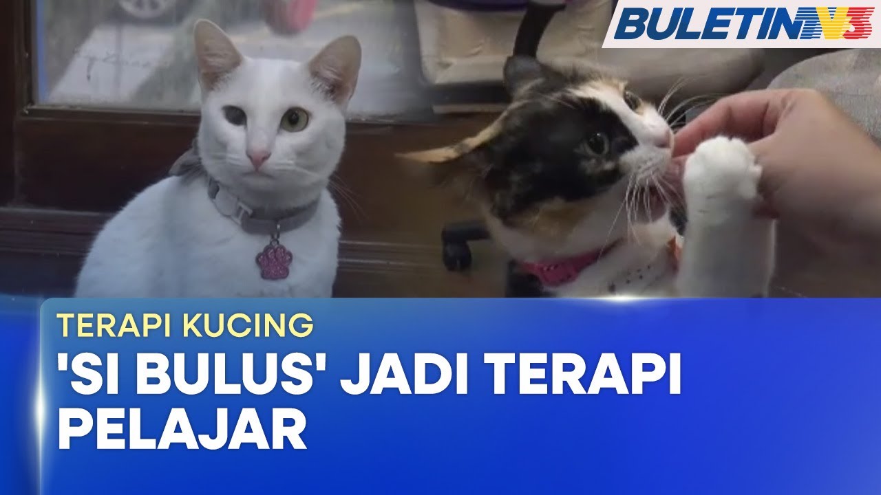TERAPI KUCING | Si Bulus Jadi Peneman Pelajar USM Ulangkaji Pelajaran ...