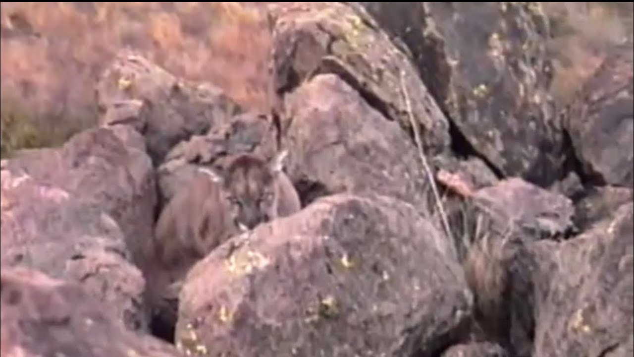 Lion Hunting -Jim Moore - YouTube