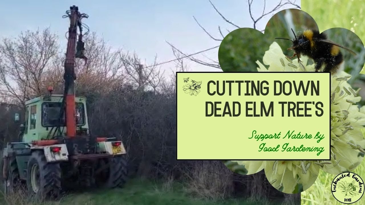 Cutting down dead Elm tree - YouTube