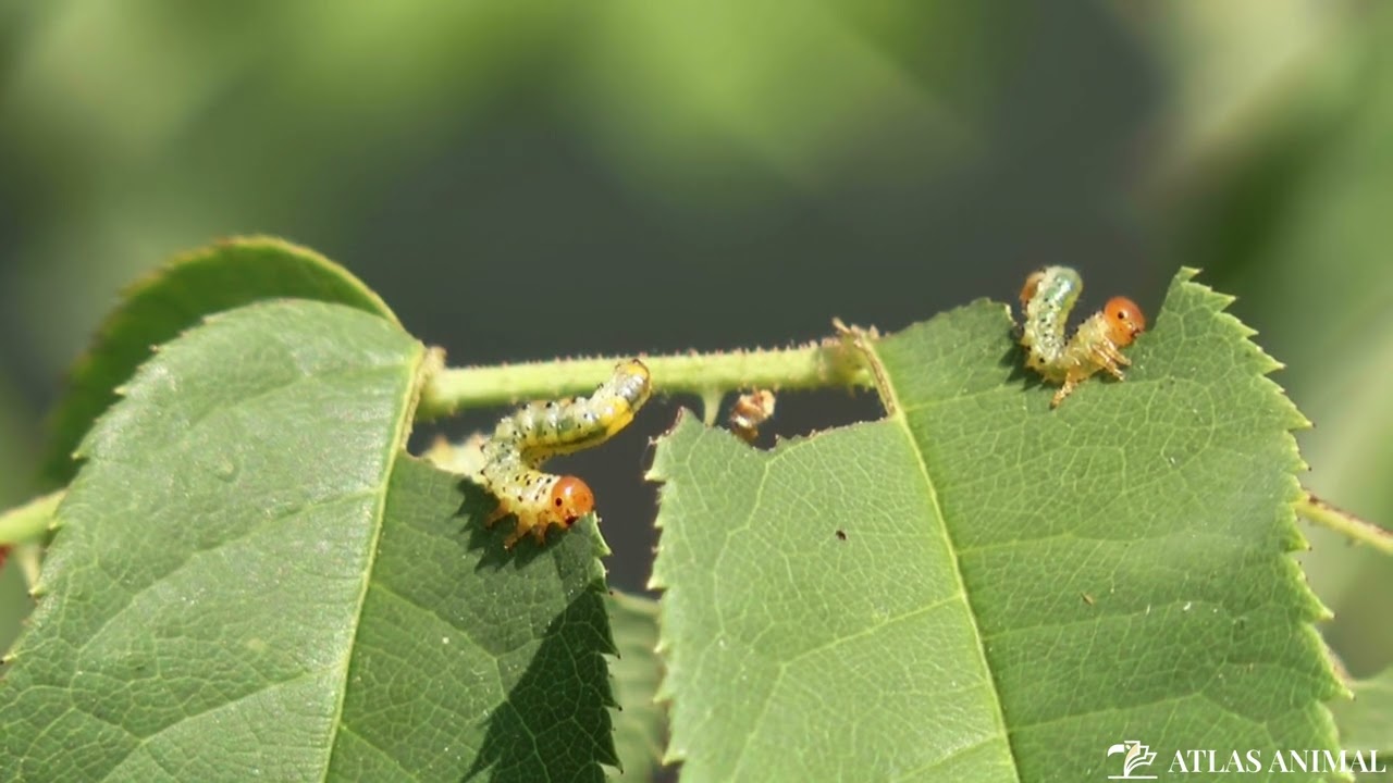 Oruga en 4K - Caterpillar 4K - YouTube