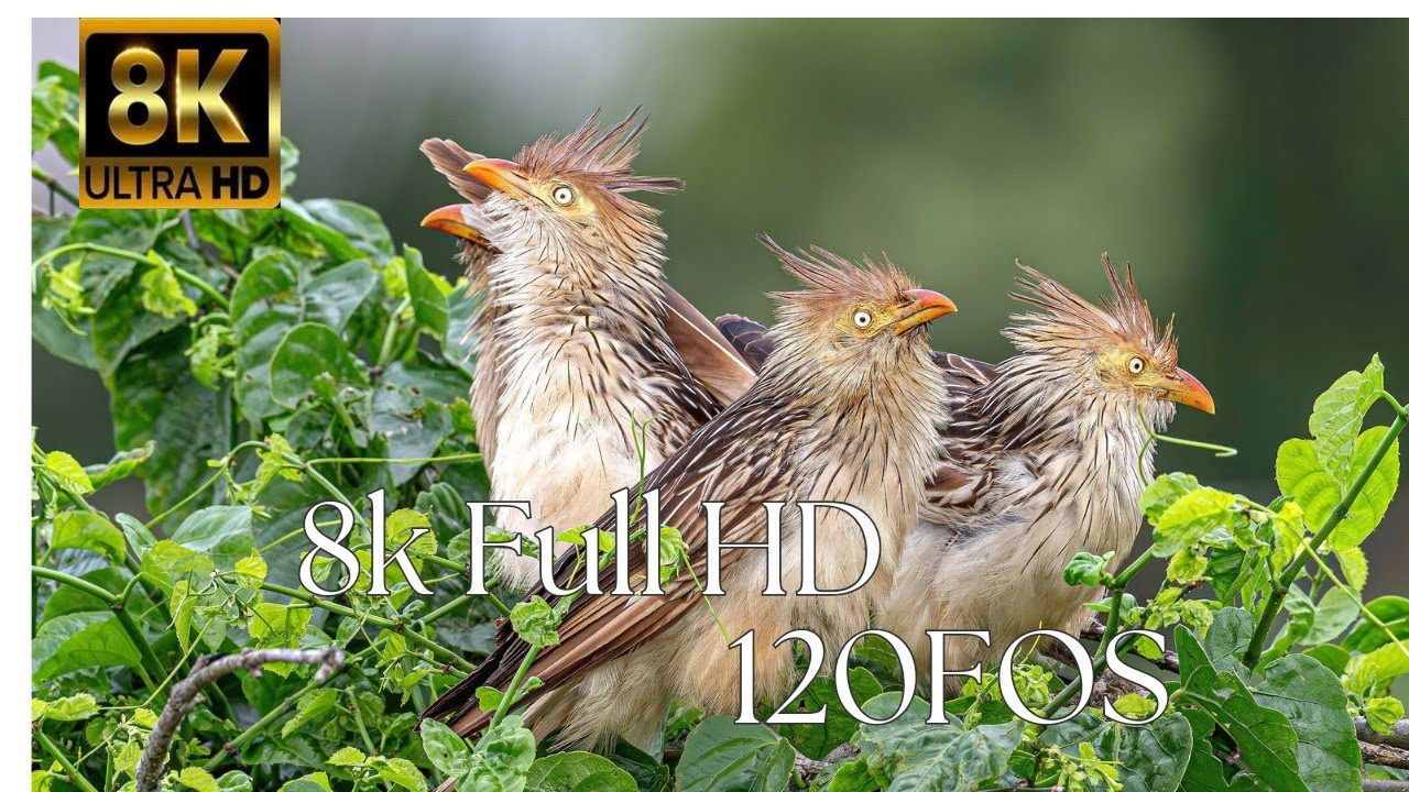 The Most Amazing Birrd's l The World Collectionl 8k Video Ultra HD ...