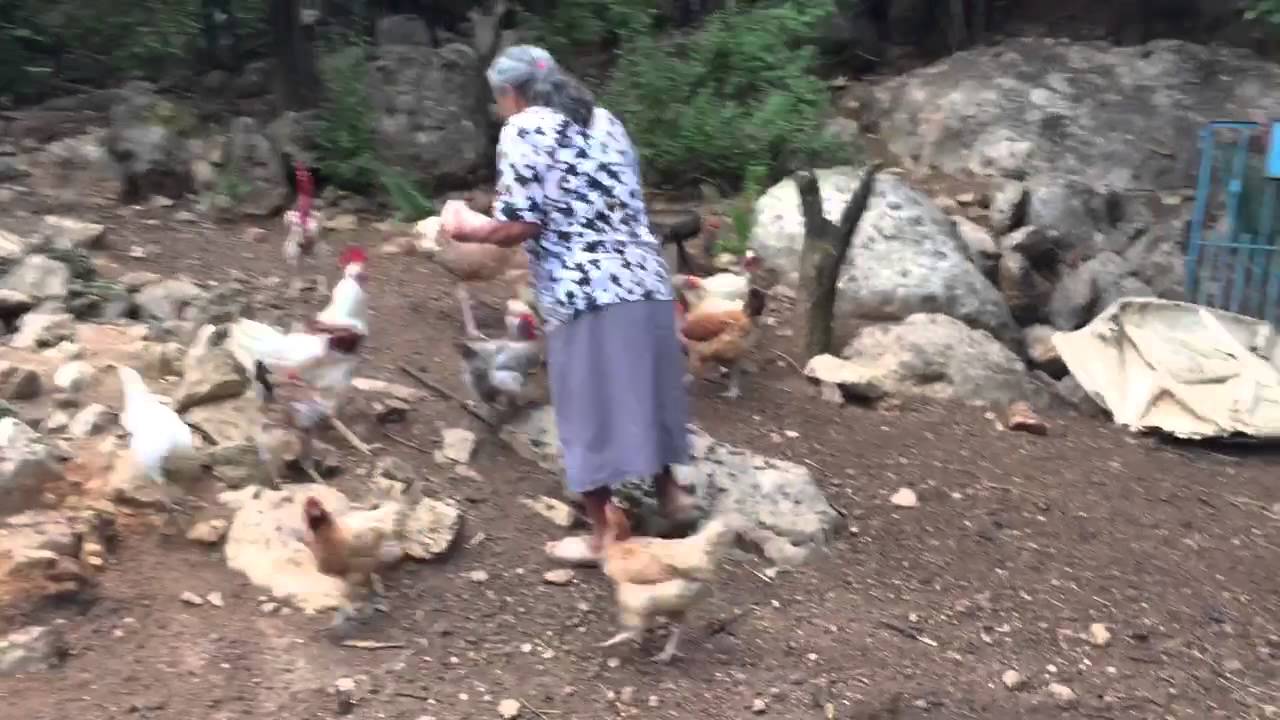 En el rancho dándole de comer a las gallinas - YouTube