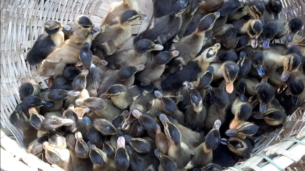 HASER BACHHA , DUCK CHICK WHOLESALE MARKET || CHEAPEST DUCK MARKET ...