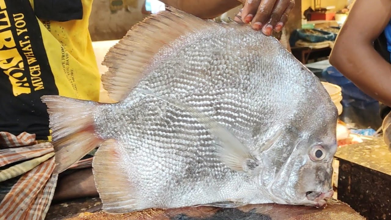 Amazing Cutting Skill | Giant Bat Fish Cutting In Bangladesh Fish ...
