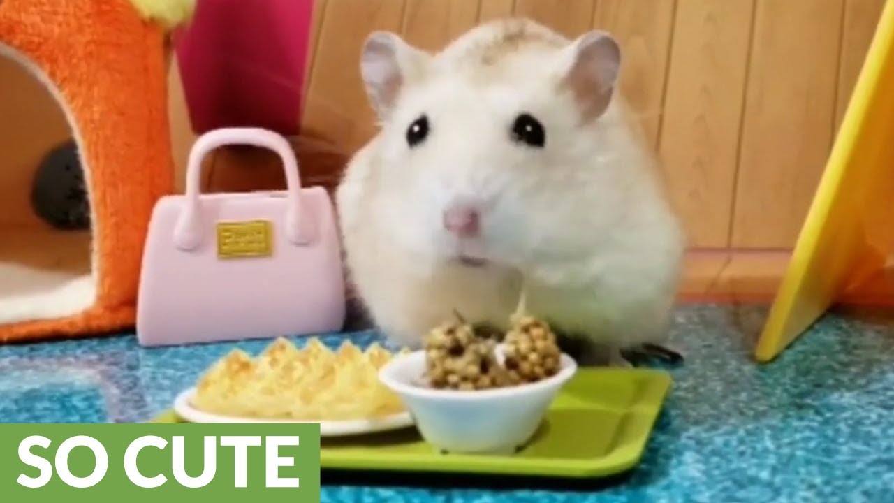 Tiny hamster plays in his tiny fort - YouTube