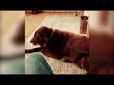 Perro se tira un pedo y gato vomita