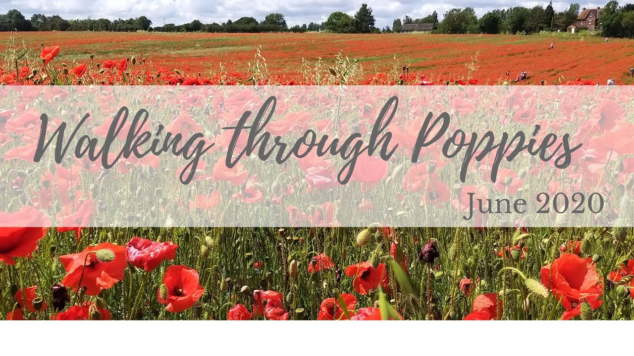 Walking through a poppy field | Kent countryside. - YouTube
