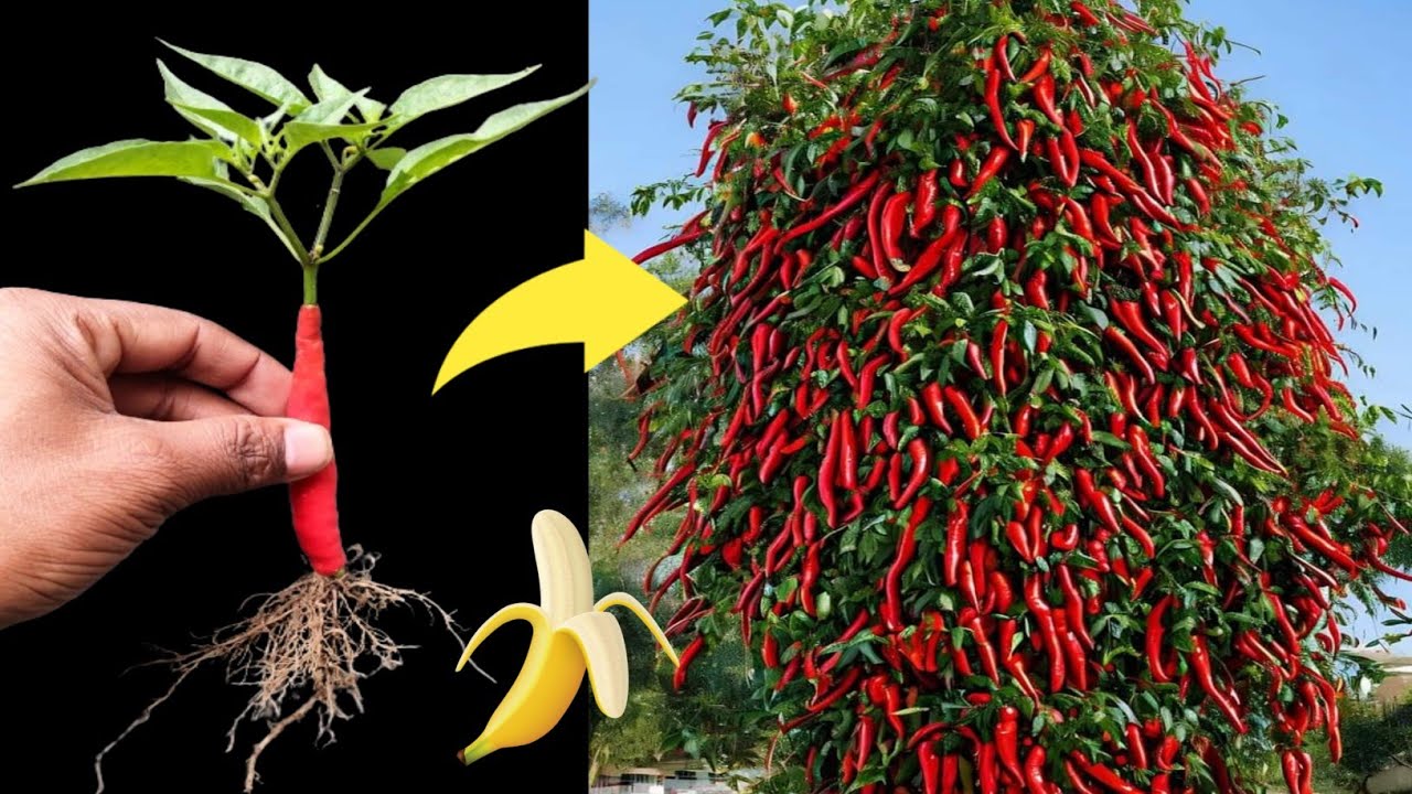 Simple method propagate chili 🌶️ tree with plastic glass || How to grow ...