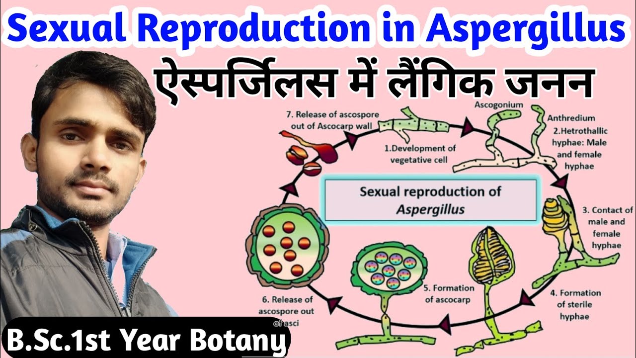 Sexual Reproduction in Aspergillus |Botany |B.Sc.- 1st year | Paper -१ ...