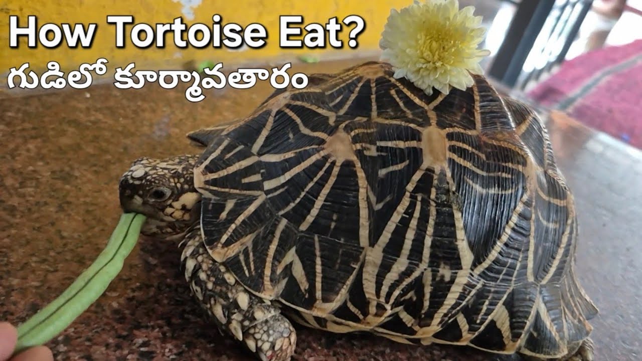 Please Like share and subsrcibe for the first time if you are watching ...