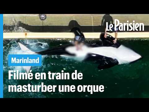 « Choquant et dérangeant » : la stimulation sexuelle sur une orque de Marineland crée la polémique