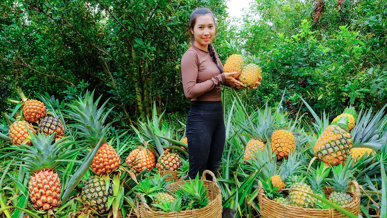 Harvesting Succulent Red Ripe Pineapples Goes To Market Sell - Cooking, Farm | Dương Harvest ...