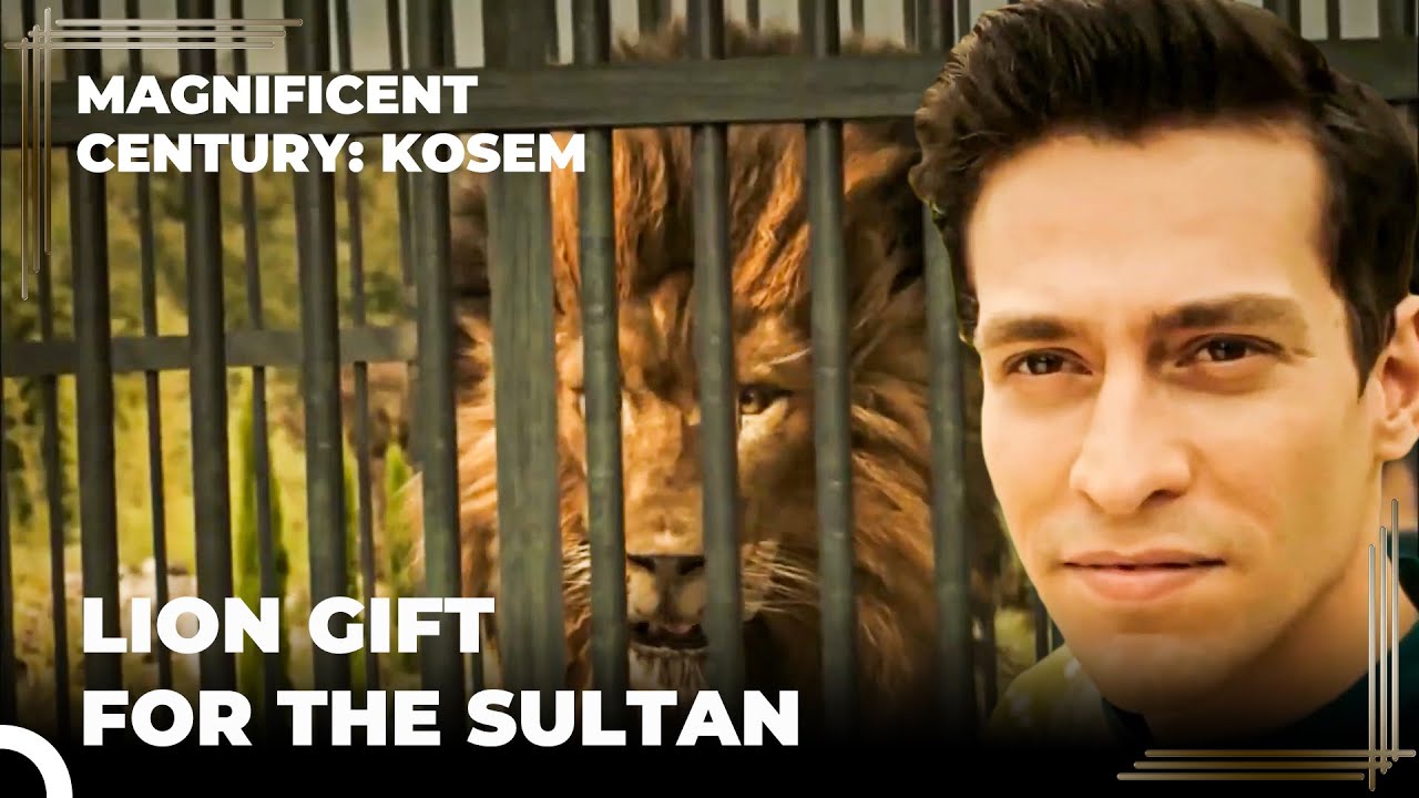 They Presented Sultan Ahmed With A Lion | Magnificent Century Kosem ...
