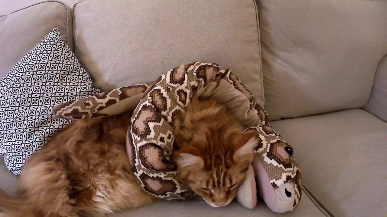 Cat vs toy snake/ Funny cat - YouTube