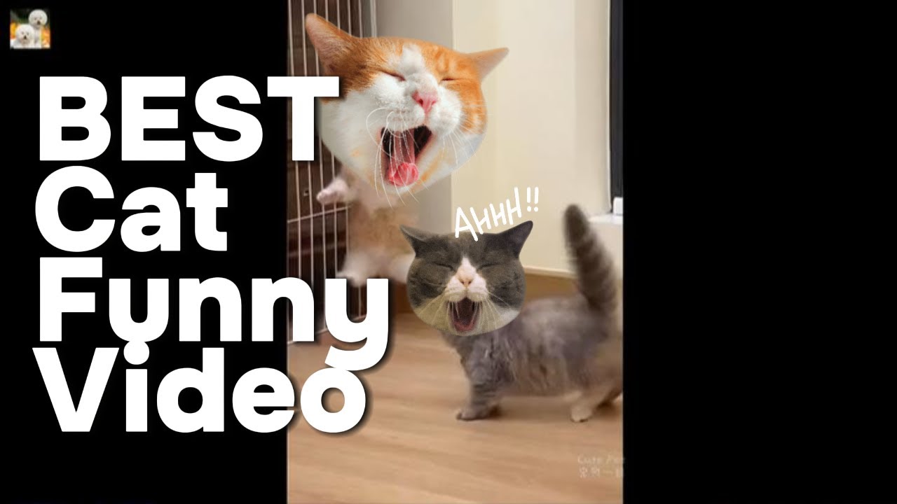 BEST Funny Cat Video Compilation ️ ️最搞笑的小猫专辑 1 - YouTube