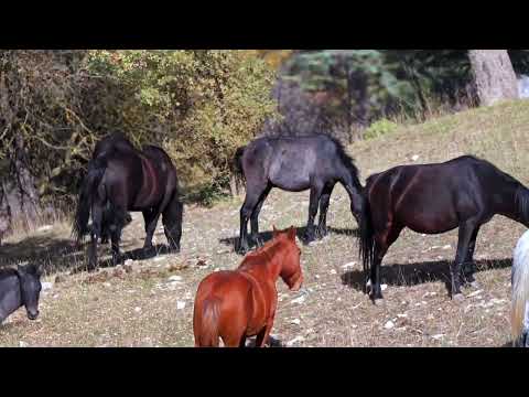 ANTALYA'NIN YILKA ATLARI