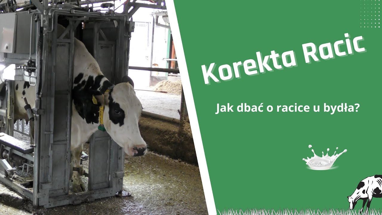 #5 Korekta racic - Jak dbać o racice u bydła? - YouTube