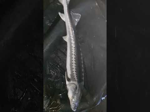 Diamond back sturgeon - YouTube