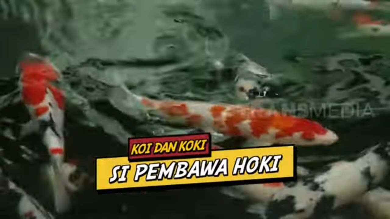 Koi dan Koki Si Pembawa Hoki | CUAN BOS (10/12/22) - YouTube