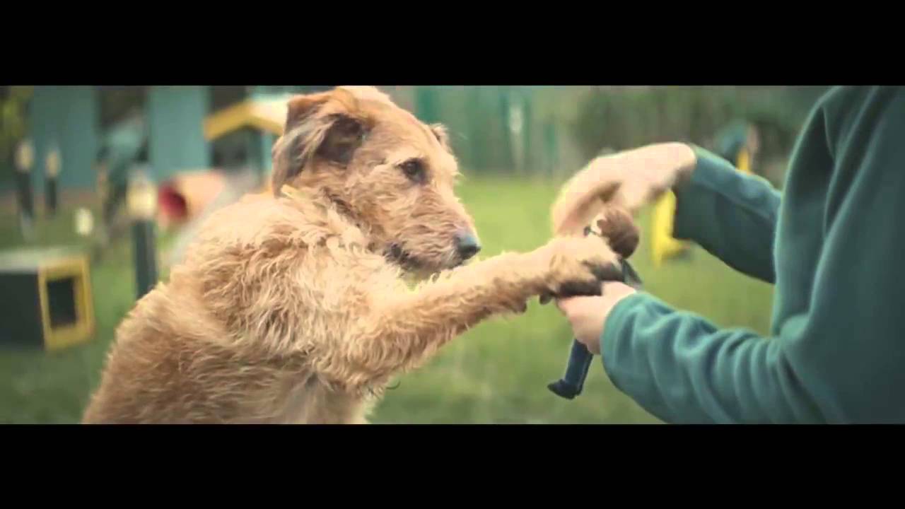 Dogs Trust TV Ad #specialsomeone long version - YouTube