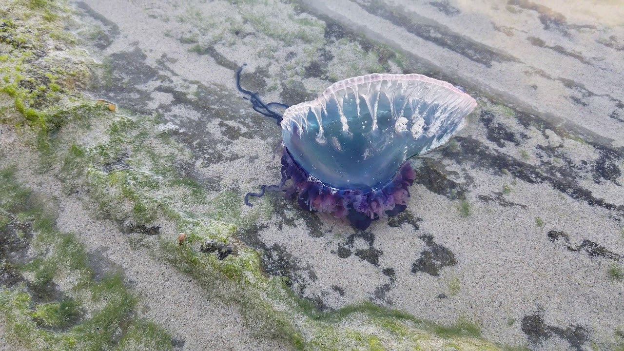 Melia Varadero, Cuba,Jellyfish - YouTube