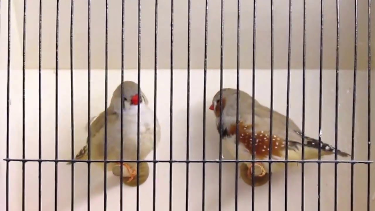 Young Fawn Zebra finches in Uk show Cage - YouTube