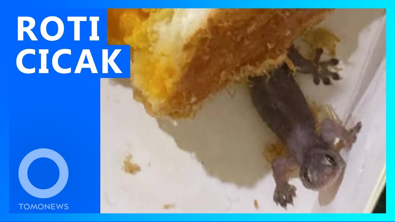 Jijik! Ada Cicak Mati di Kotak Roti di Singapura - TomoNews - YouTube