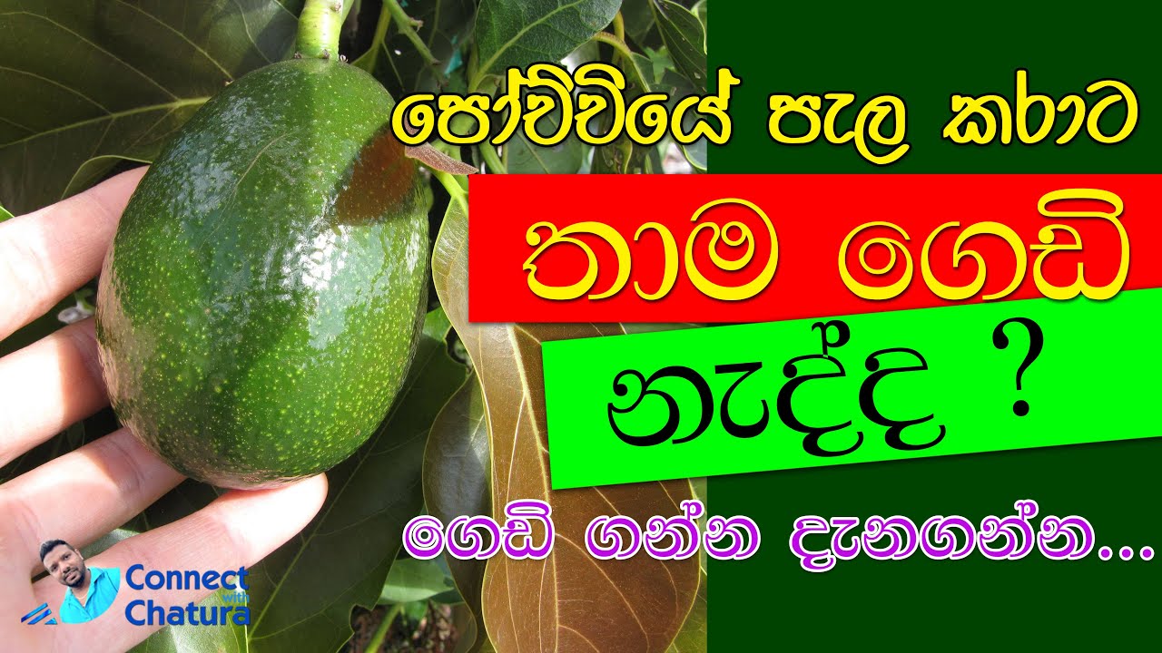 බදුන්ගත පළතුරැ වගාව how to plant avocado tree in pot ගෙවතු වගාව gewathu ...