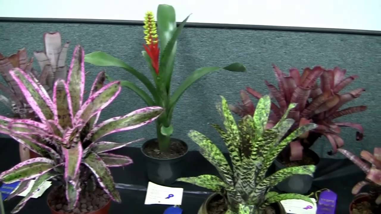 Barry Landau's Tropical Planet - San Diego Brom Show 2015 - Part 2 ...