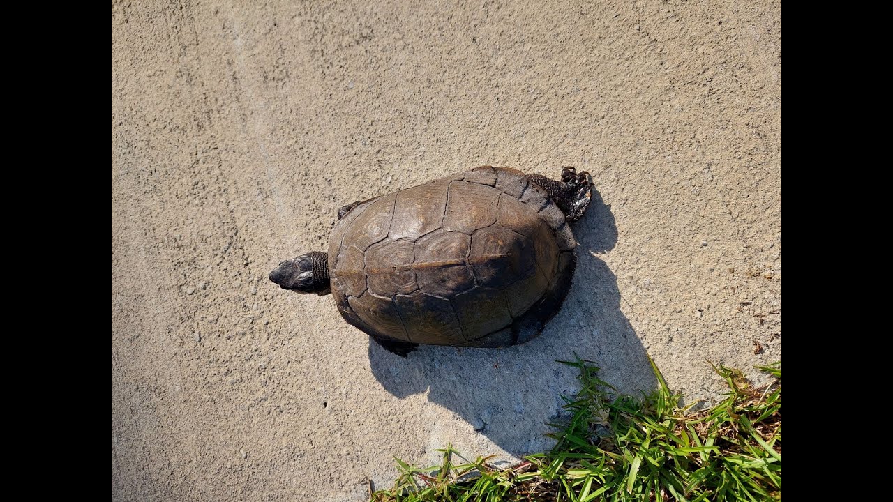 I FOUND A BOX TURTLE ON THE ROAD AND KEEP IT SAFE - YouTube