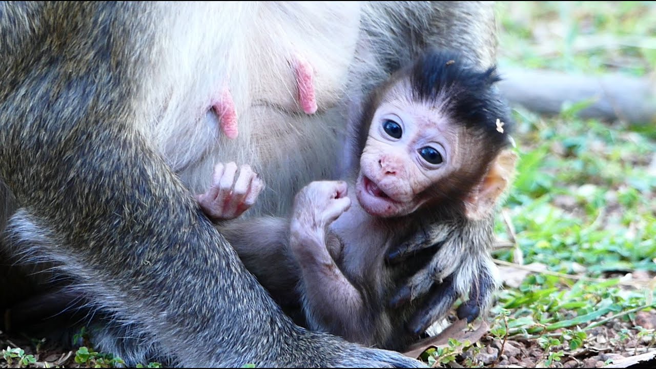 Both Sibling Newborn Monkey Mateo and Jude Are Super Cute. Just Waiting ...