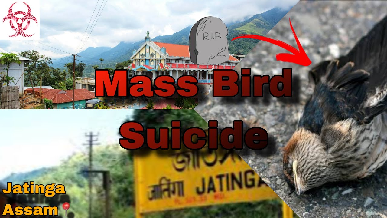 You don't know about this Birds mystery 😰 of Jatinga Village📍 - YouTube