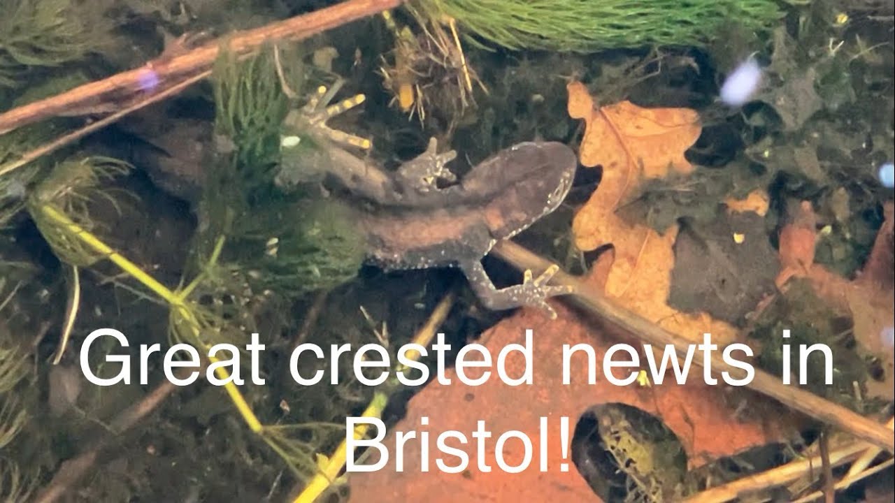 Great crested newts in Bristol! Photography at Bennett’s patch and ...