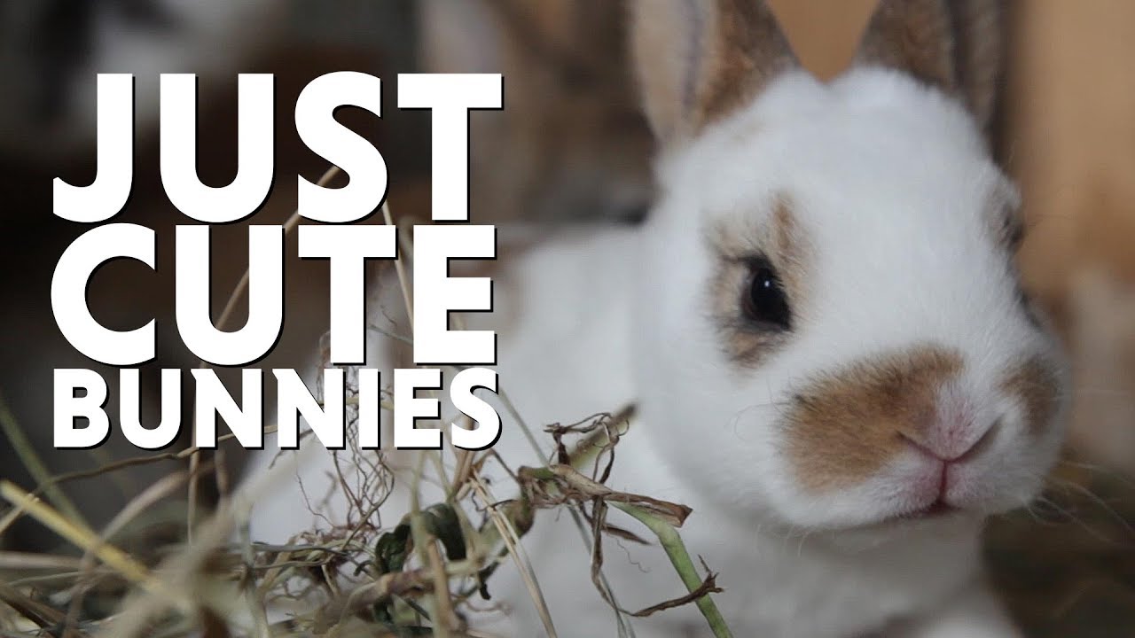 Baby Bunnies (For Kids) - YouTube