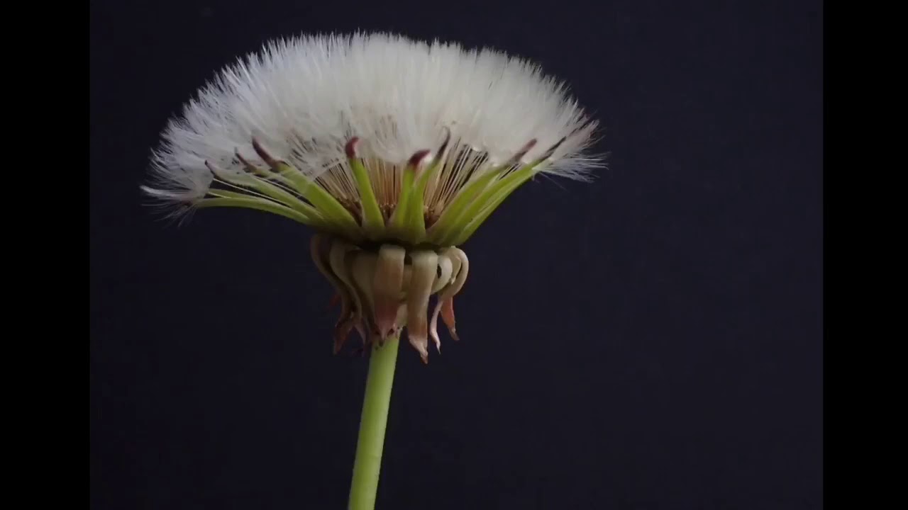 Dandelion Clock Timelapse - YouTube