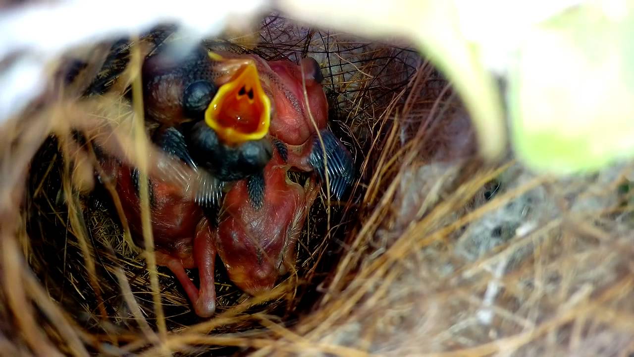 Law of nature's life start of birt birds - YouTube