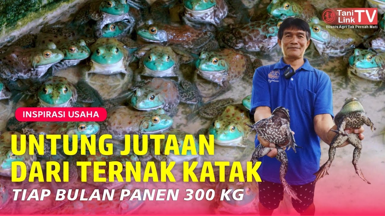 Ternak Katak Lembu (Bullfrog) Ternyata Banyak Untungnya. Irit Pakan, Tahan Penyakit, Harga ...