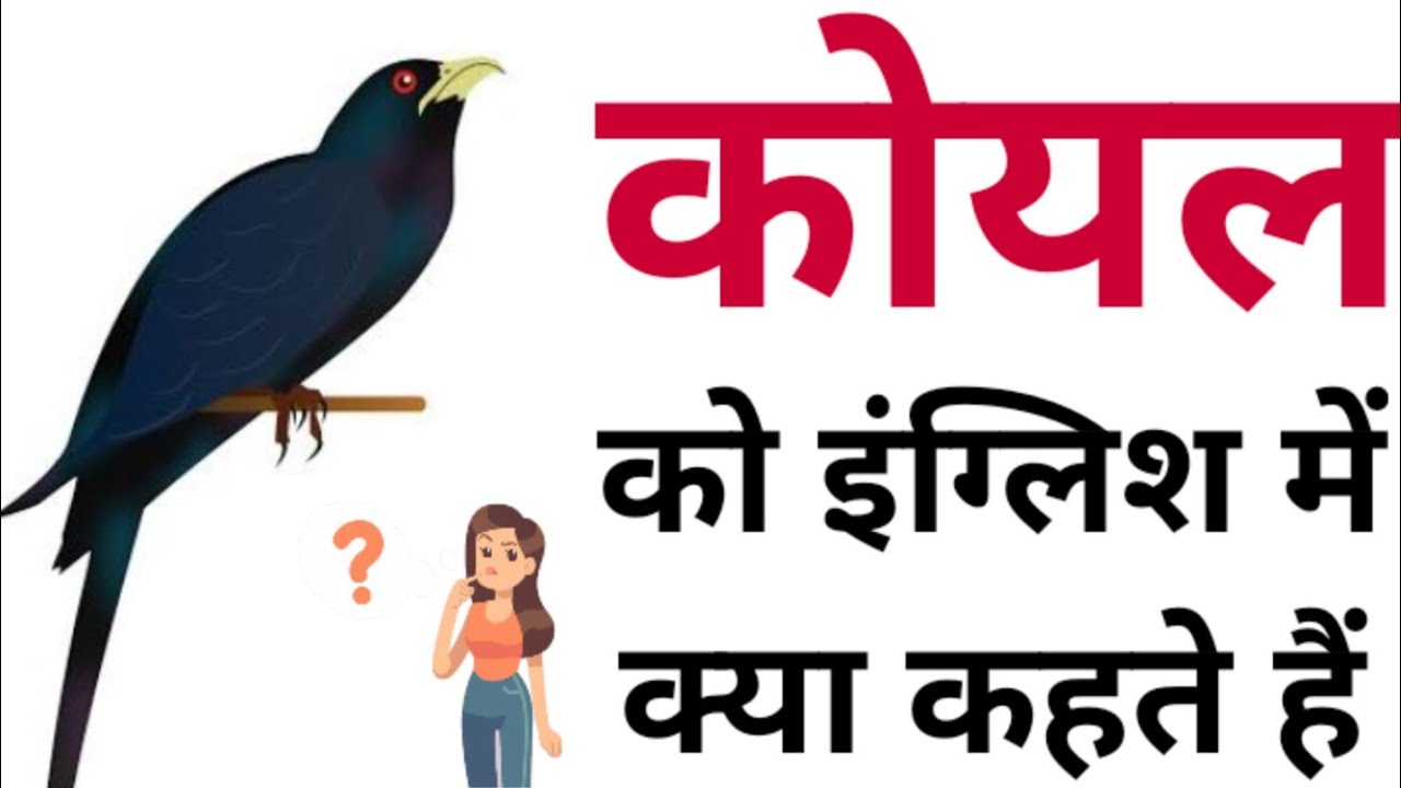 Koyal Ko English Mein Kya Kahate koyal-ko-english-mein-kya-kahate